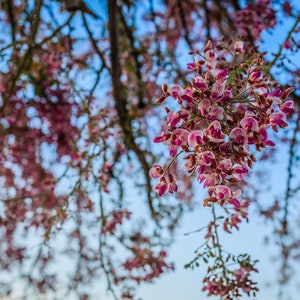Olneya Tesota Desert Ironwood Tree Seeds 10 Pack - Etsy