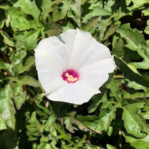 Alamo Vine, Noyau Vine, Correhuela De Las Doce or Merremia Dissecta ...