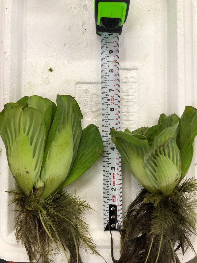 Buy Water Lettuce Floating Plants: Pistia Stratiotes, Pond Algae ...
