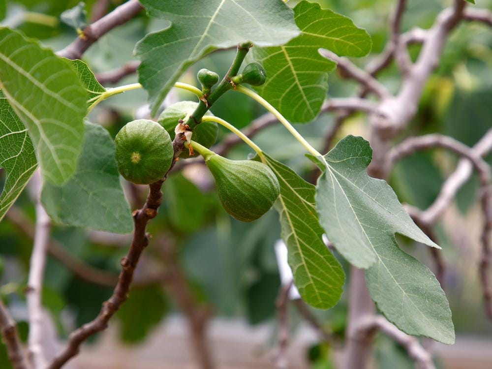 Organic Jancie Seedless White Fig Tree Cuttings for Rooting 6 Stems ...