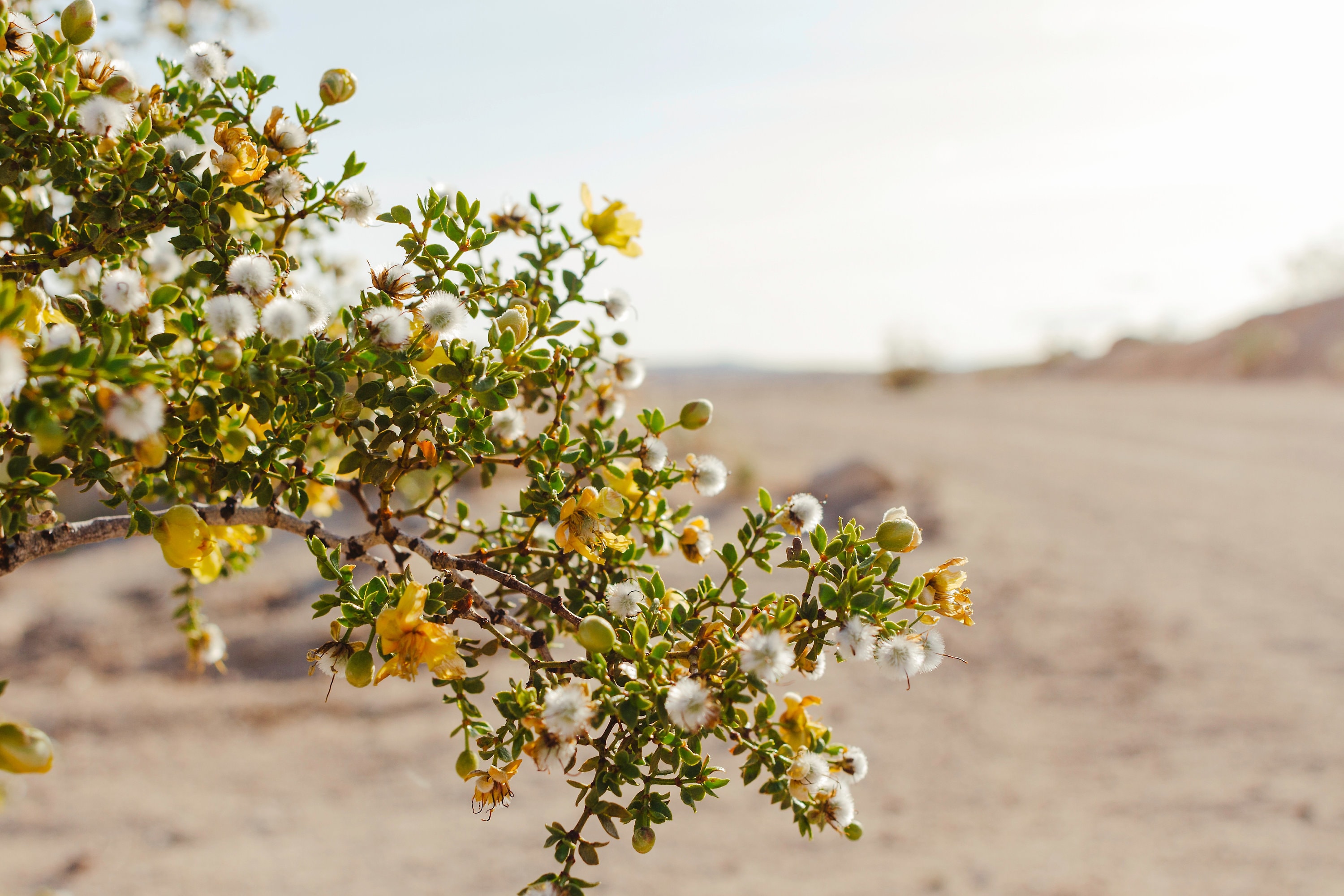 Creosote Bush, Larrea Tridentata or Greasewood 10 Seeds Arizona Rain ...