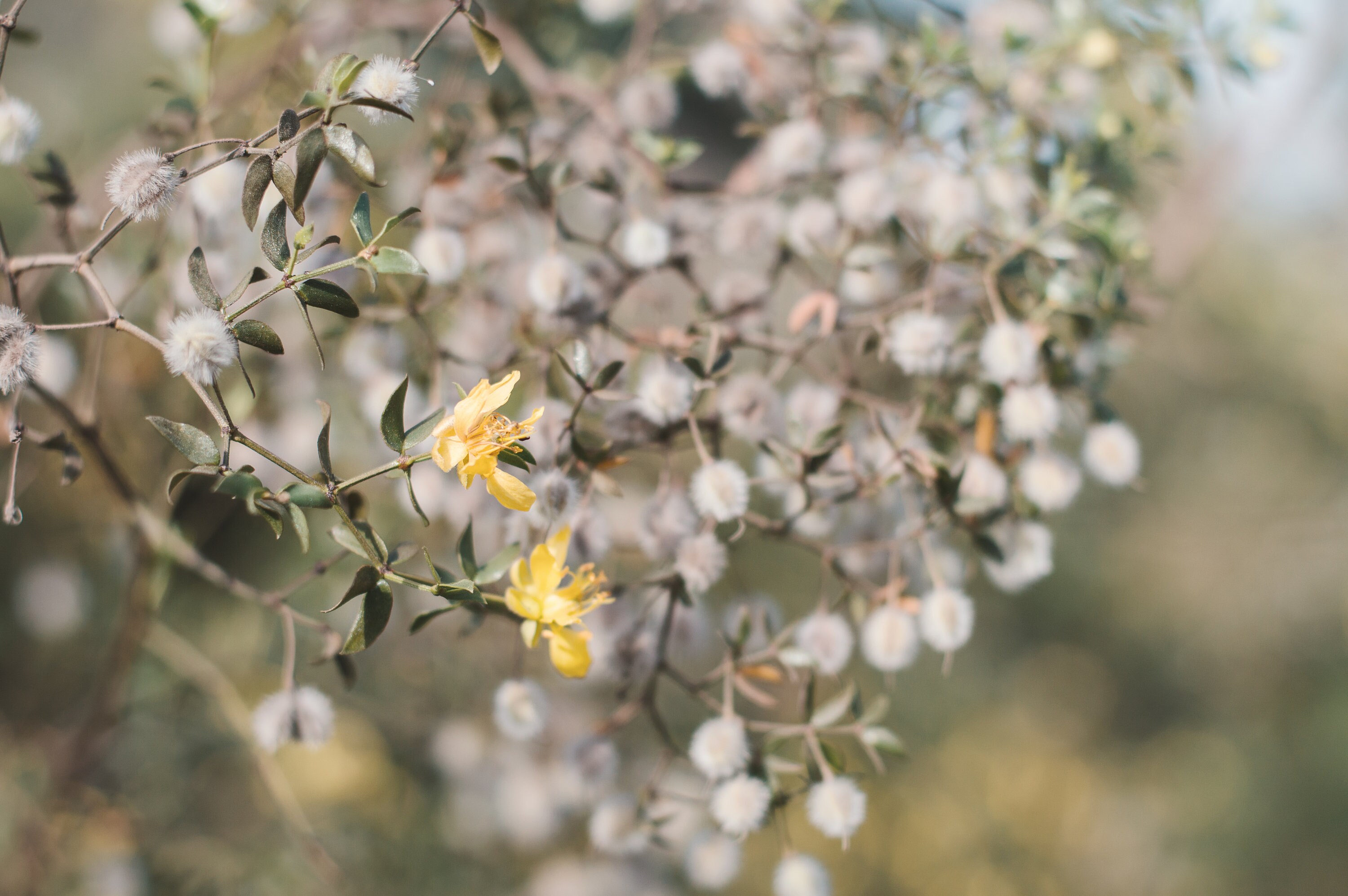 Creosote Bush, Larrea Tridentata or Greasewood 10 Seeds Arizona Rain ...