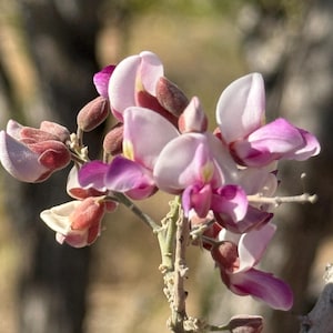 Olneya Tesota Desert Ironwood Tree Seeds 10 Pack - Etsy