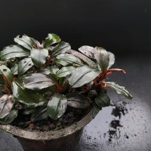 Bucephalandra Brownie Purple, Buce Plant or Bucep Freshwater Aquarium ...