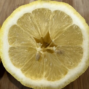 Lisbon Lemon or Citrus Limon (10 Seeds) - Etsy