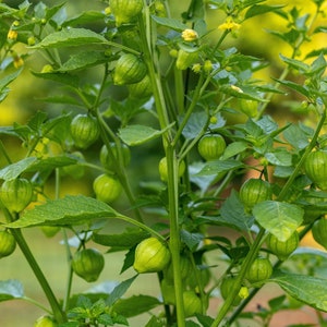 Tomatillo, Miltomate, Mexican Green Tomato, Husk Tomato, Physalis ...
