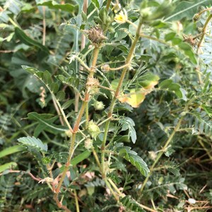 Goats Head Thorns, Goathead, Tribulus Terrestris, Bindii, Puncturevine ...