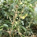 Goats Head Thorns, Goathead, Tribulus Terrestris, Bindii, Puncturevine ...
