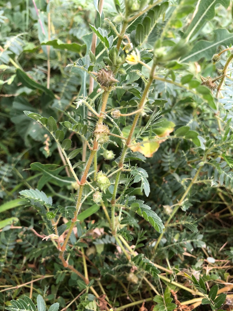 Goats Head Thorns, Goathead, Tribulus Terrestris, Bindii, Puncturevine ...