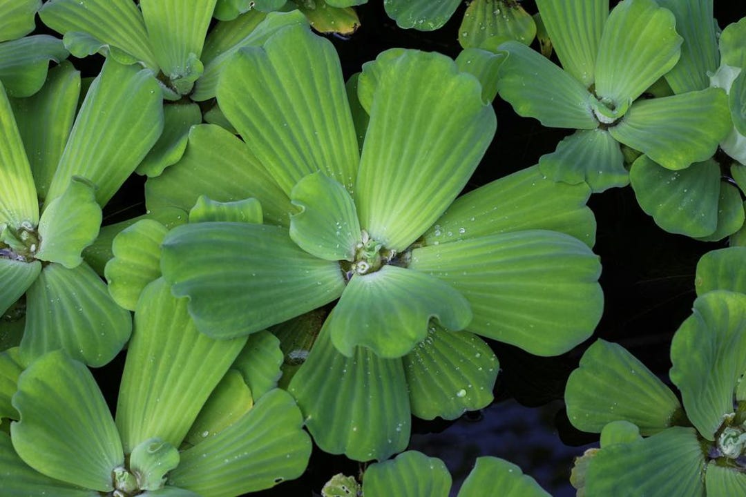 Buy Water Lettuce Floating Plants: Pistia Stratiotes, Pond Algae ...