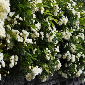Rosa Banksiae, Lady Banks, Lady Banks Rose, Tombstone Rose White (6 ...