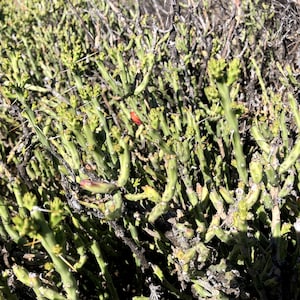 Christmas Cholla, Pencil Cactus, Tasajillo or Cylindropuntia ...