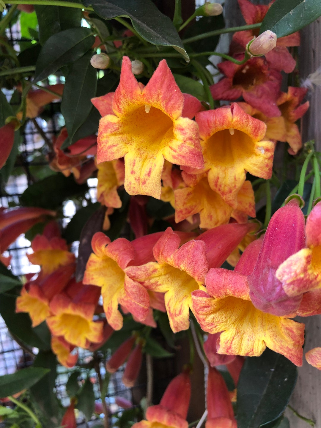 Tangerine Beauty Crossvine, Bignonia Capreolata, Crossvine, Trumpet ...