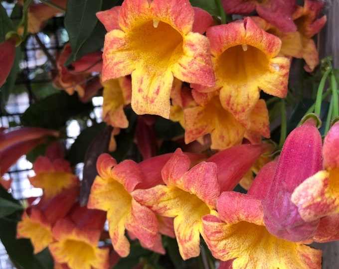 Tangerine Beauty Crossvine, Bignonia Capreolata, Crossvine, Trumpet ...