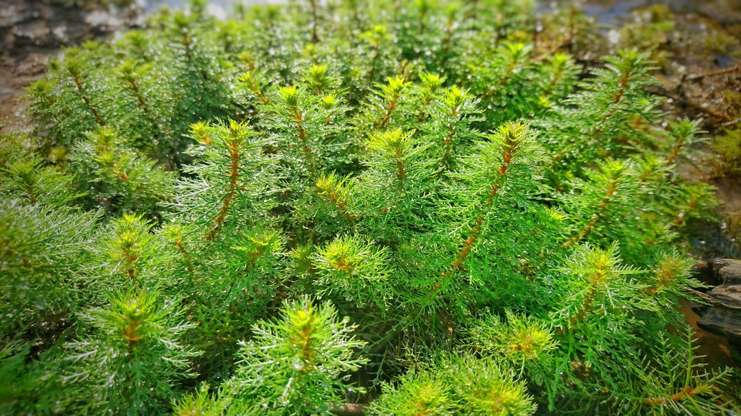 Pogostemon Erectus, Pogostemon Deccanensis or Indian Star Plant ...