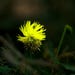 Sensitive Plant or Neptunia Aquatica Floating Aquatic Pond Plant (pack ...