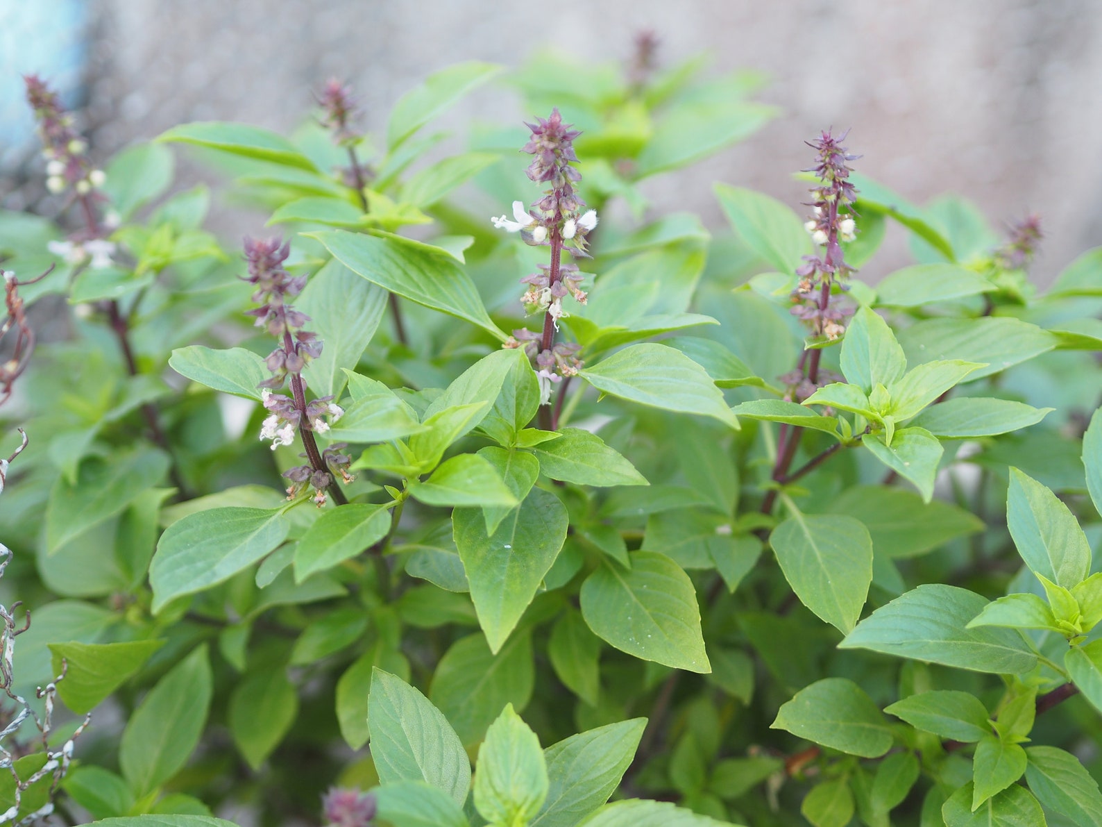 Thai Sweet Basil (ocimum Basilicum Var. Thyrsiflora) Seeds 20 - Etsy