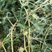 Goats Head Thorns, Goathead, Tribulus Terrestris, Bindii, Puncturevine ...