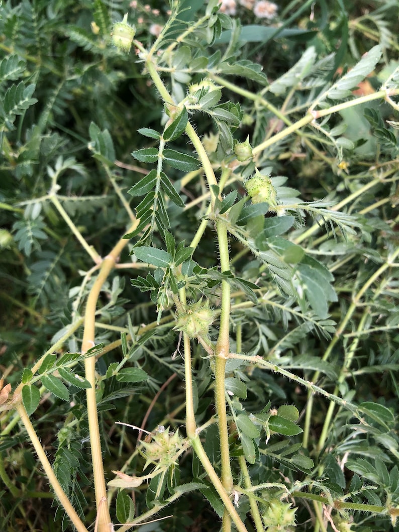 Goats Head Thorns, Goathead, Tribulus Terrestris, Bindii, Puncturevine ...