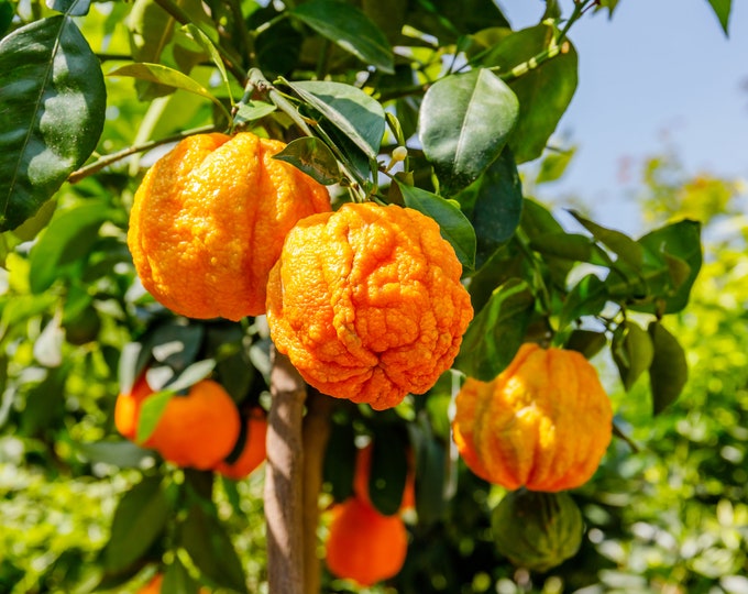 Bitter Orange Peel - Etsy