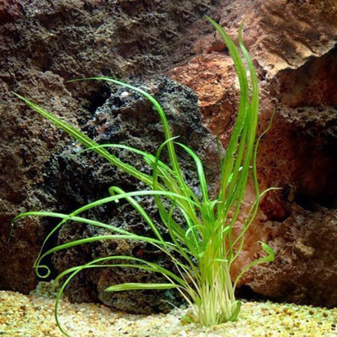 Cryptocoryne Retrospiralis Freshwater Aquarium Plant 2-pack Loose Root ...