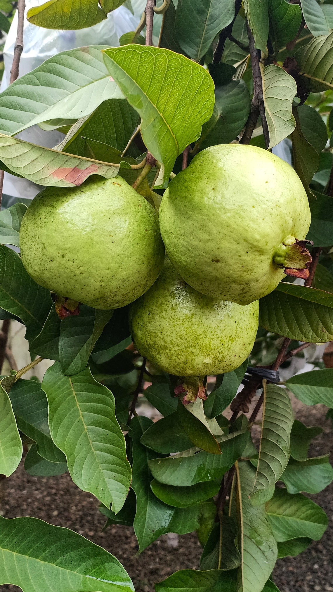 White Guava 10 Seeds, Psidium Guajava, Thai Guava, Taiwan Guava, Asian ...