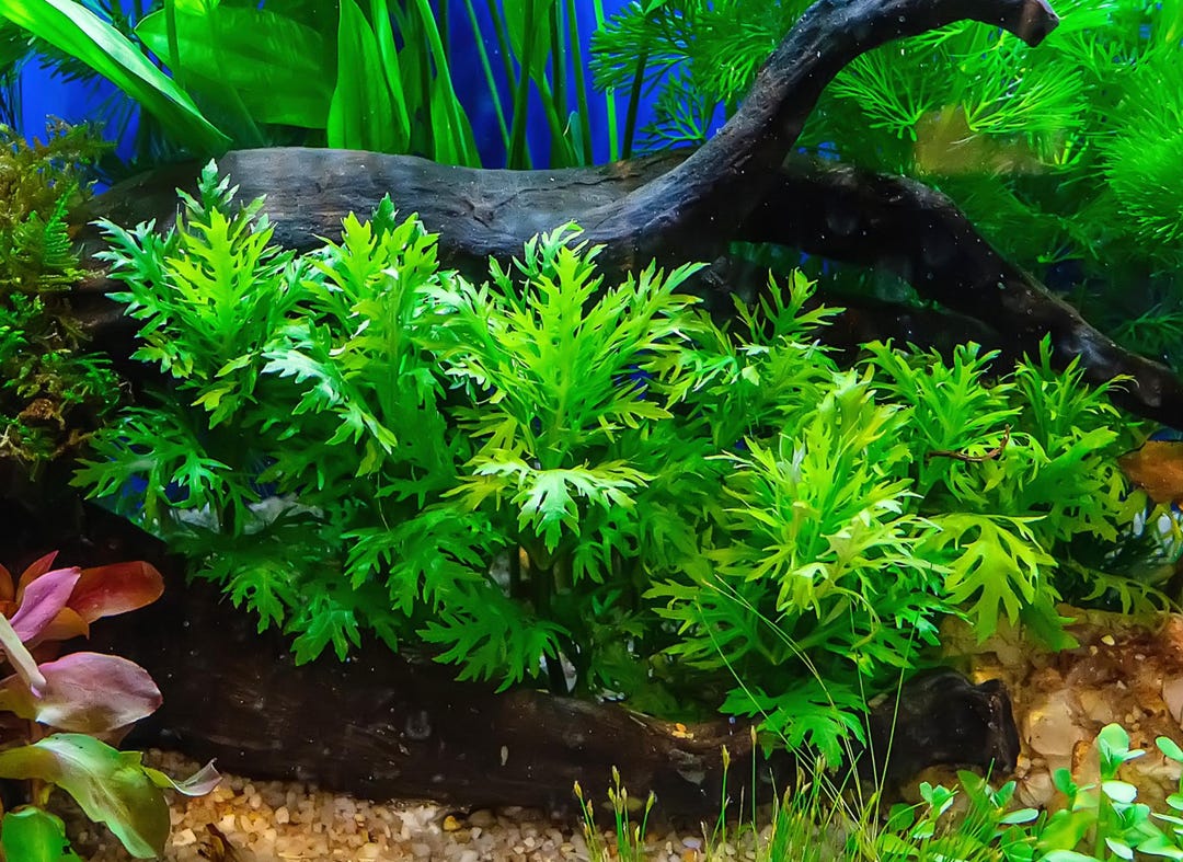 Water Wisteria or Hygrophila Difformis Bunched Freshwater Aquatic Plant ...