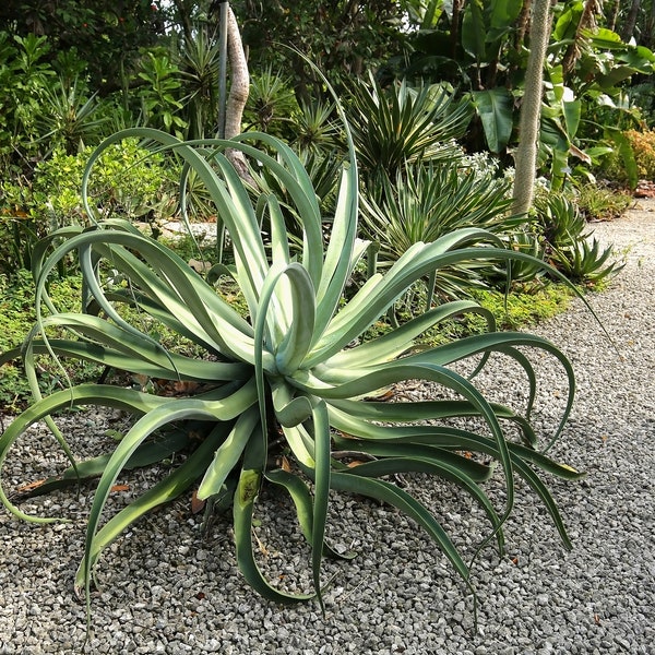 Agave Seeds - Etsy