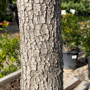 Southern Live Oak Tree, Quercus Virginiana, Virginia Live Oak, Bay Live ...