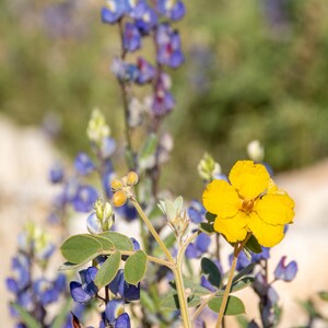 Desert Senna, Coues Senna, Rattleweed, Rattlebox, Dais, or Cove Senna ...