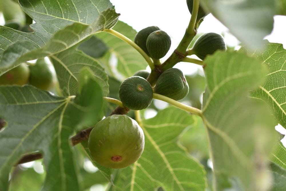 Organic Jancie Seedless White Fig Tree Cuttings for Rooting 6 Stems ...