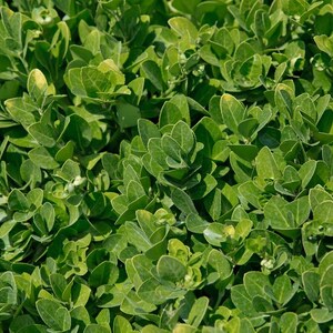 Fortune's Spindle, Euonymus Fortunei, Wintercreeper, Japanese Euonymus ...