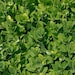 Fortune's Spindle, Euonymus Fortunei, Wintercreeper, Japanese Euonymus ...