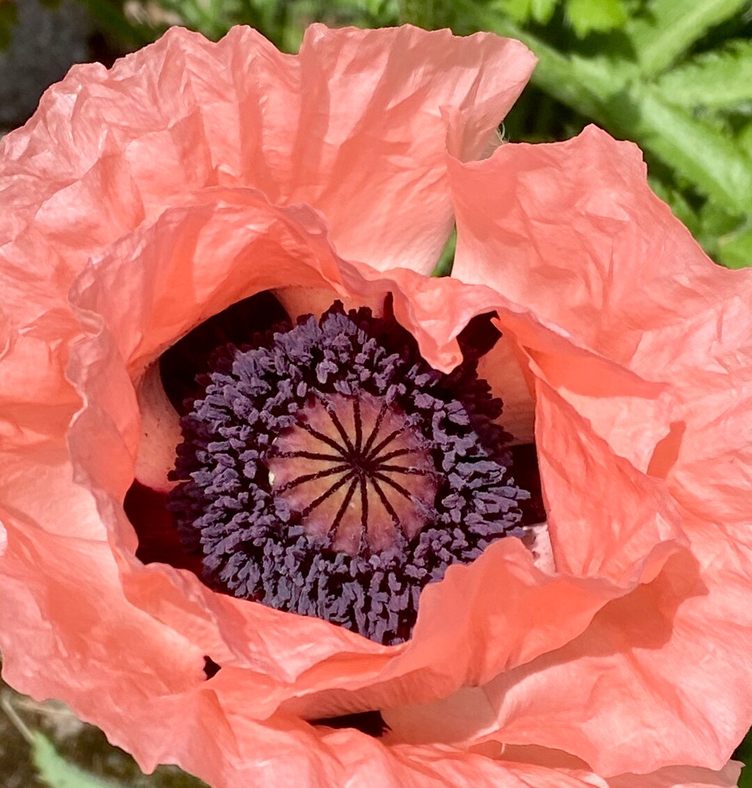Giant Poppy, Giganteum Poppies, Papaver Somniferum 'giganteum', Opium ...