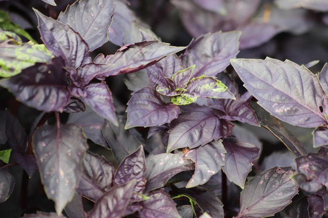 Red Rubin Basil, Ocimum Basilicum 'purpurascens', Purple Basil, Dark ...