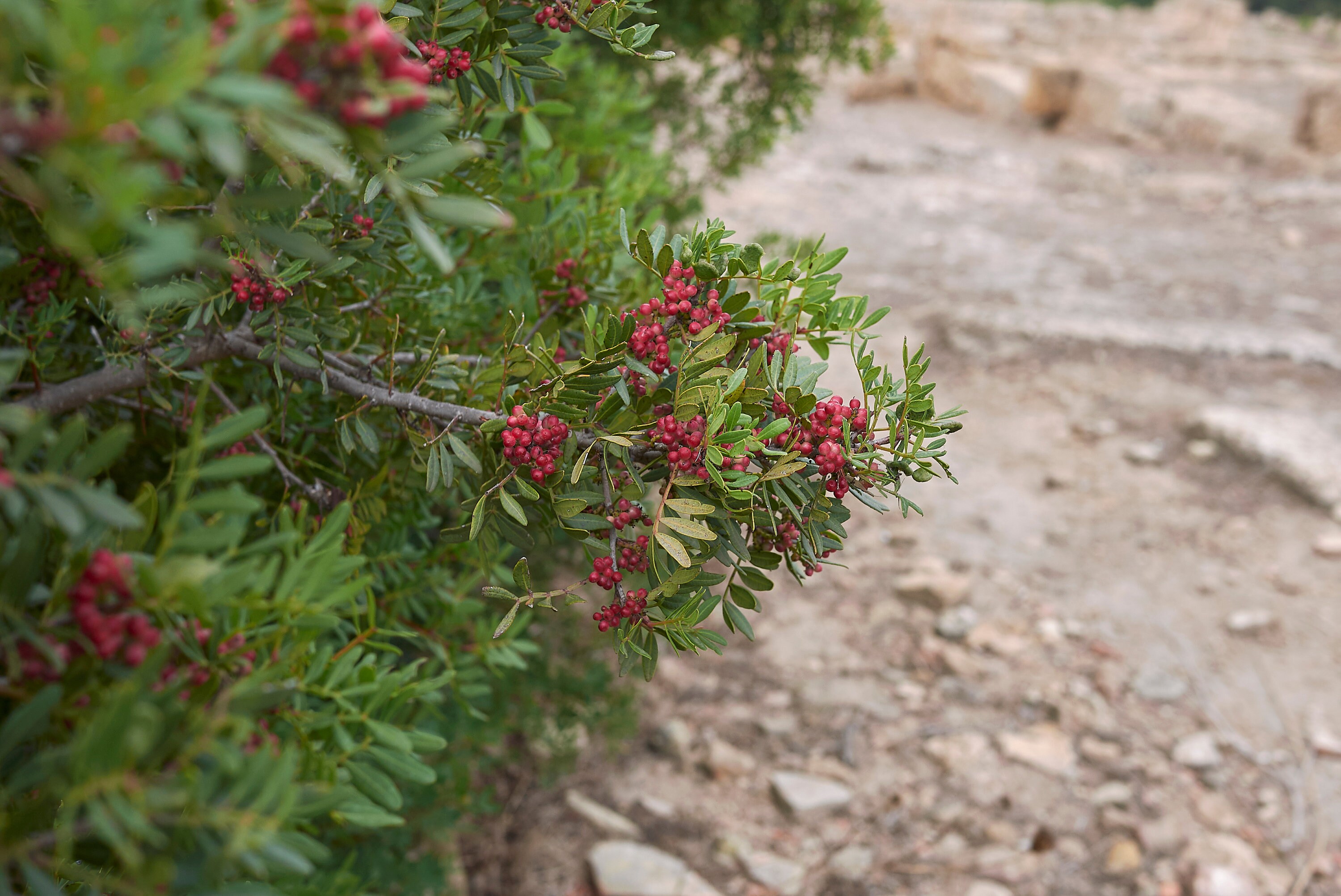 Mastic Pistacia Lentiscus Organic Hand Collected 10 Seeds - Etsy