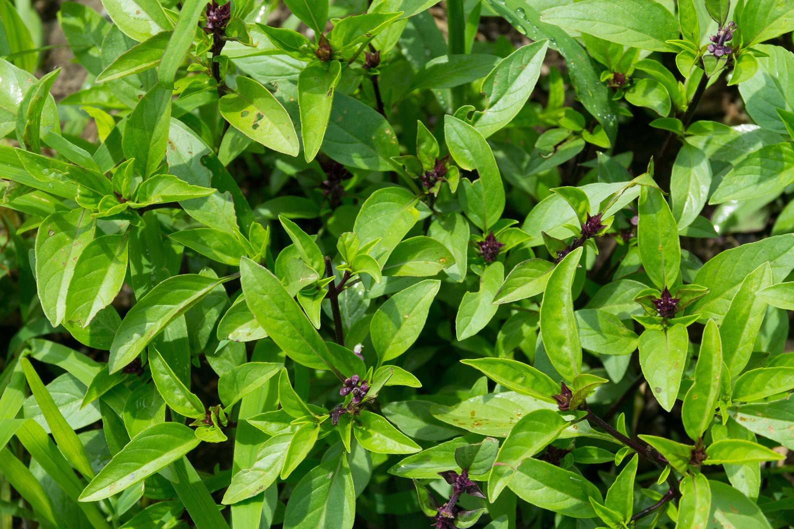 Thai Sweet Basil (ocimum Basilicum Var. Thyrsiflora) Seeds 20 - Etsy