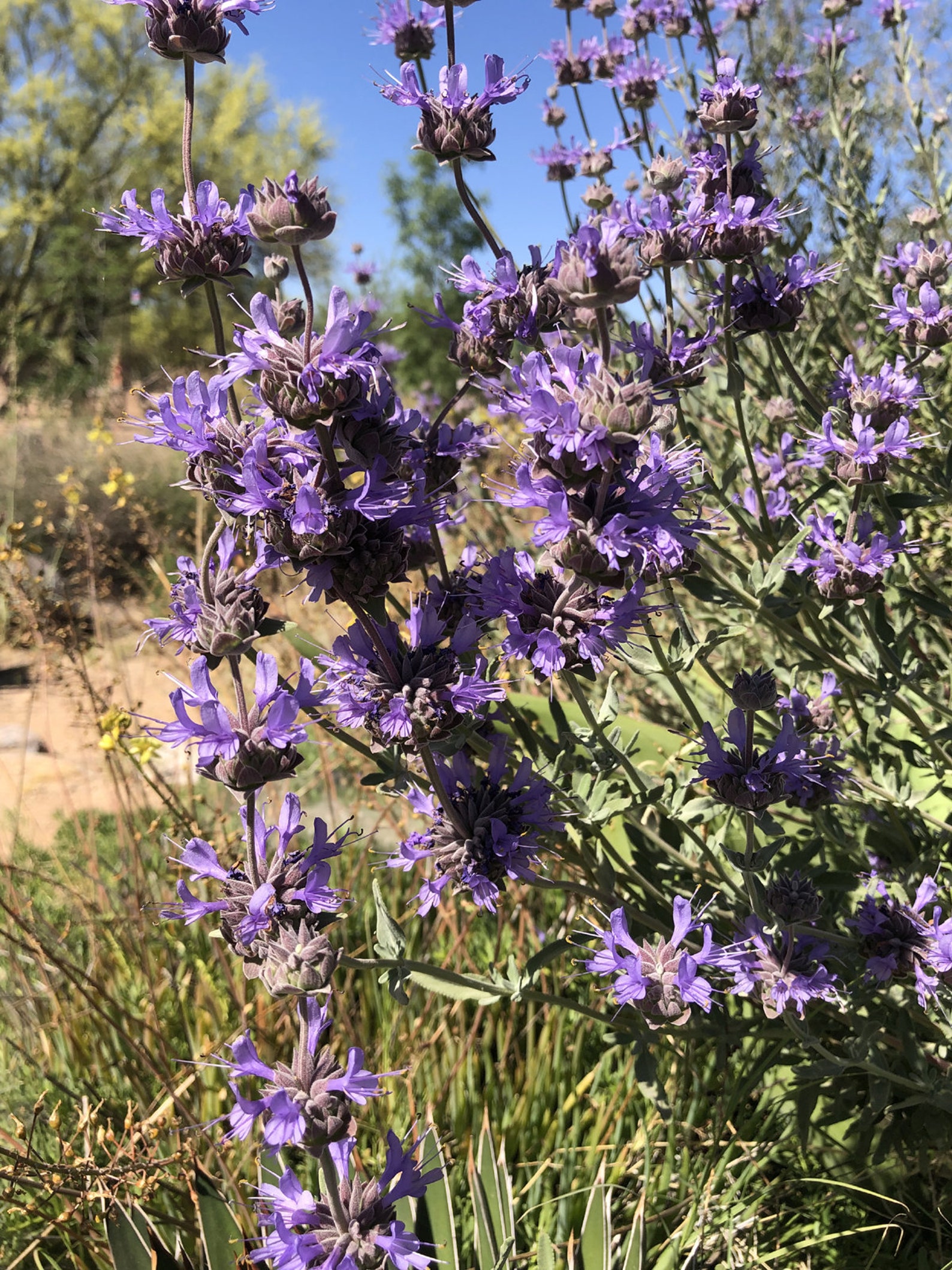 Cleveland Sage or Salvia Clevelandii (10 Seeds) the Fragrant Sage, Blue ...