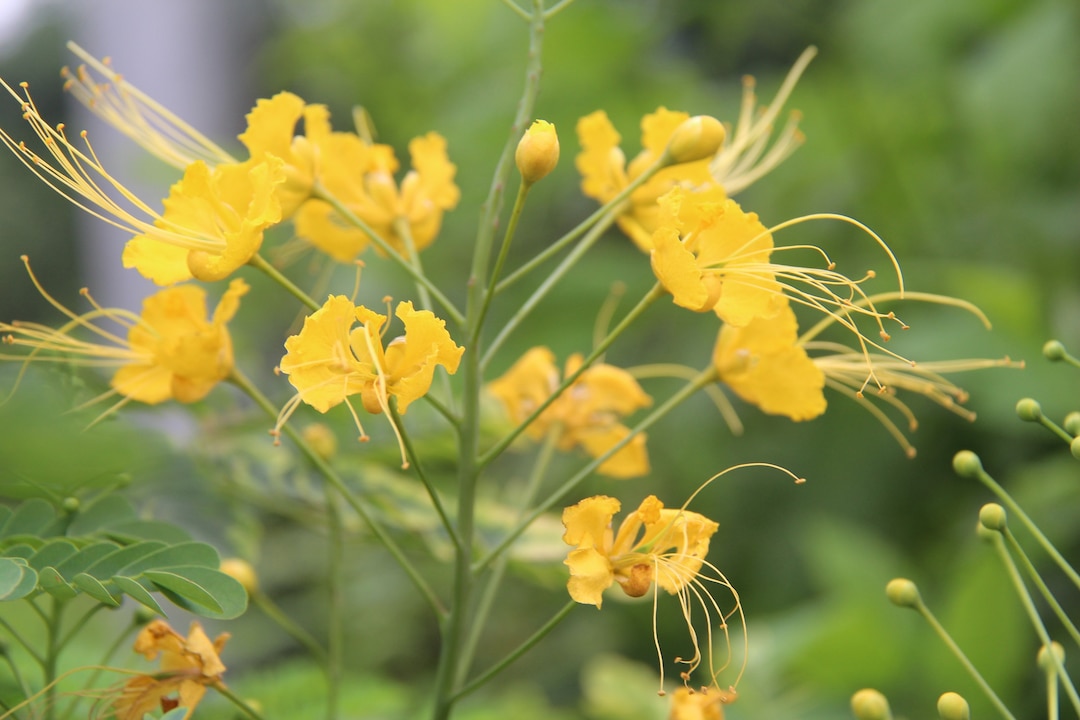 Mexican Holdback, Mexican Caesalpinia, Tabachín Del Monte ...