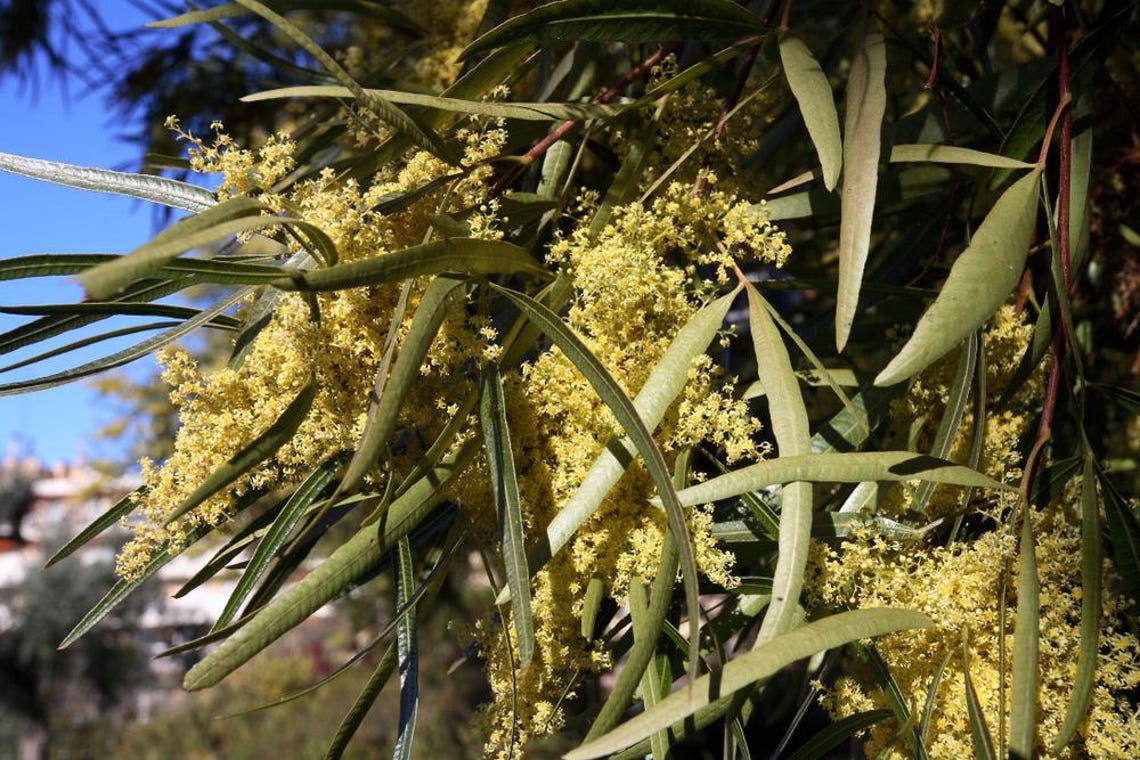 African Sumac Tree, Willow Rhus, Karee or Rhus Lancea (20 Seeds) - Etsy