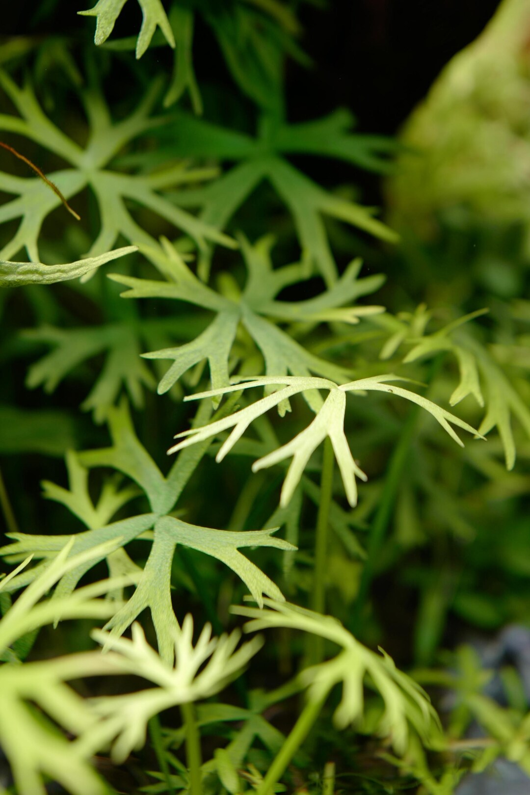 Ranunculus Inundatus, Australian Ranunculus Freshwater Aquarium Aquatic ...