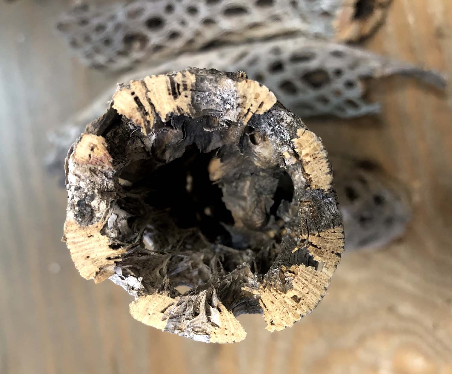 Cholla Dried Cactus Wood Small Size Pieces for Art Display, Southwest ...
