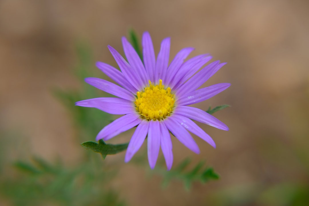 Tahoka Daisy., Machaeranthera Tanacetifolia,tansyleaf Tansyaster 20 ...