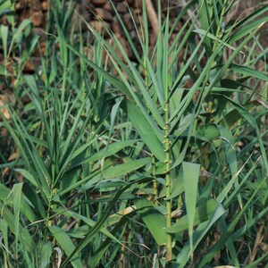Giant Reed, Arundo Donax, Bamboo Reed, Giant Cane, Spanish Reed ...