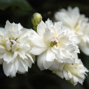 Rosa Banksiae, Lady Banks, Lady Banks Rose, Tombstone Rose White (6 ...