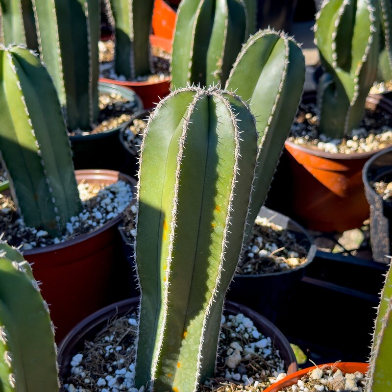 Fence Post Cactus - Etsy