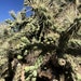 Jumping Cholla, Hanging Chain Cholla or Cylindropuntia Fulgida (3 ...