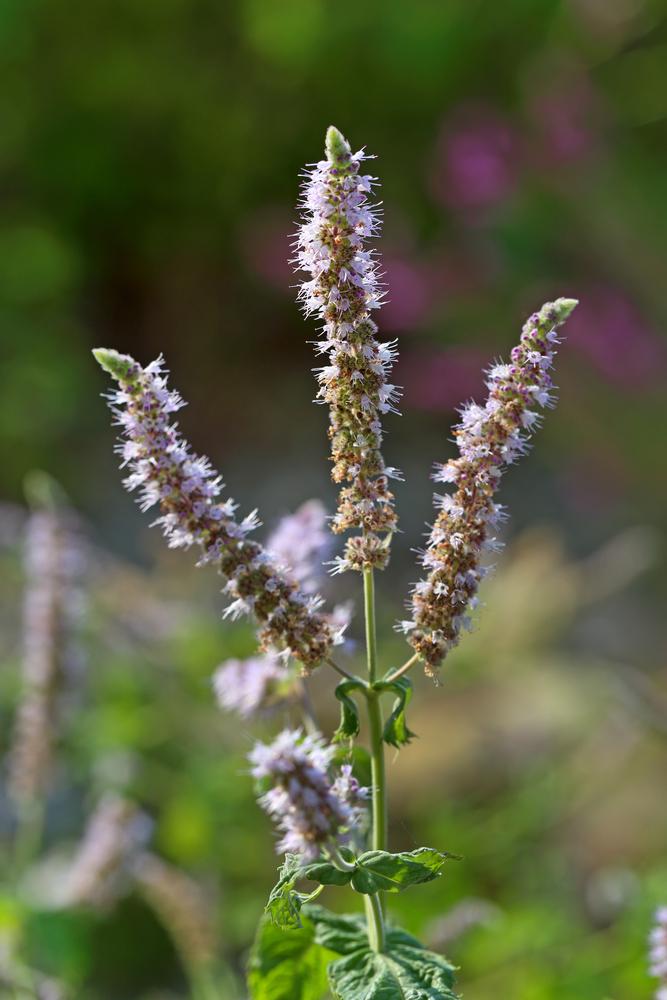 Peppermint, Mentha × Piperita, Brandy Mint, American Mint, Lamb Mint ...