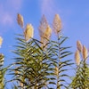 Giant Reed, Arundo Donax, Bamboo Reed, Giant Cane, Spanish Reed ...