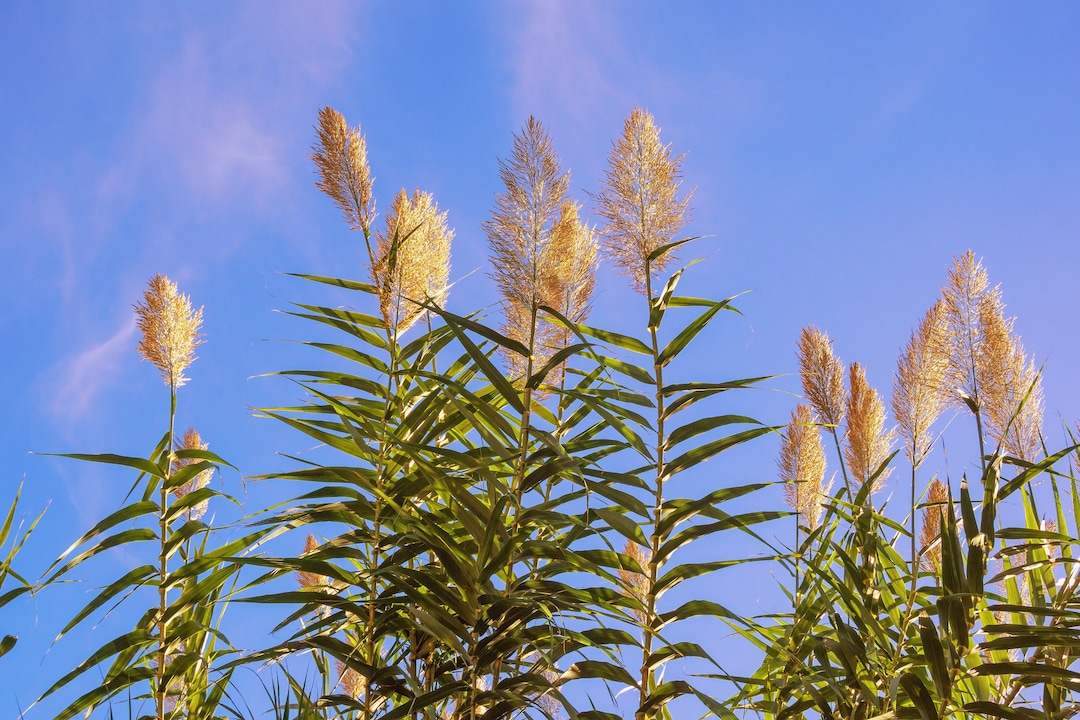 Giant Reed, Arundo Donax, Bamboo Reed, Giant Cane, Spanish Reed ...